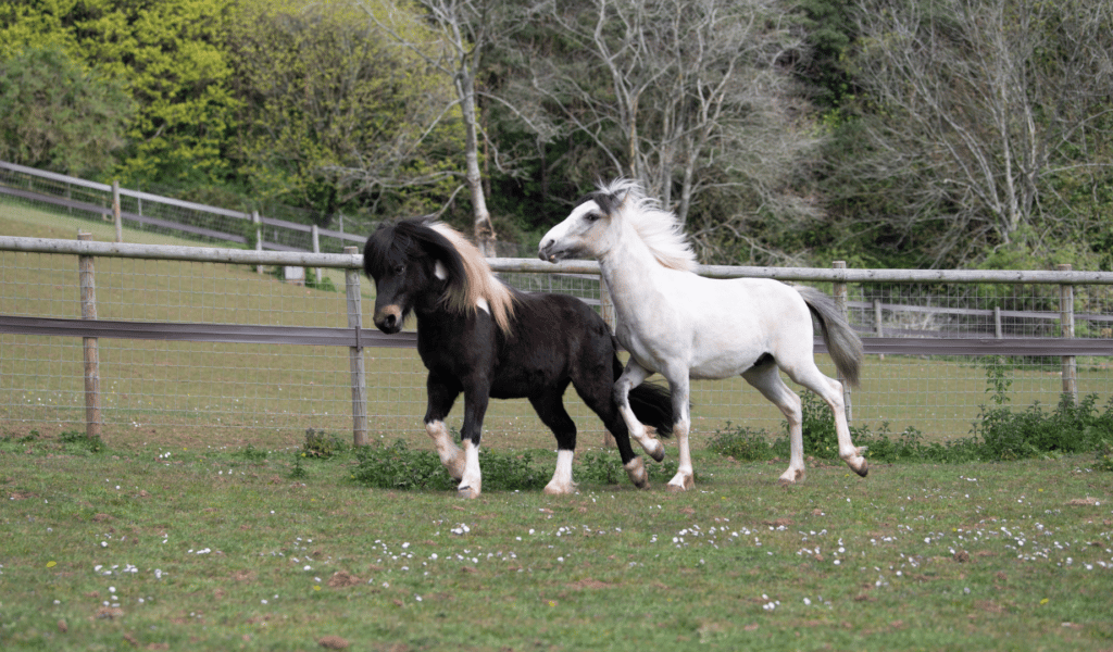 Introducing New Horses | The Mare and Foal Sanctuary