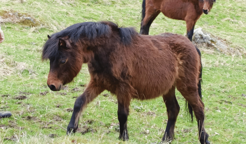 Kitty and Nightjar Success Story | The Mare and Foal Sanctuary